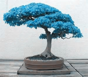 Rare Japanese Blue Bonsai Seeds - 20pcs – Family Spin