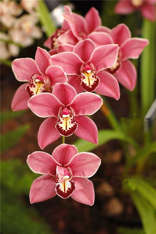 Rare Cymbidium Seeds - 19 different seeds - 100pcs – Family Spin