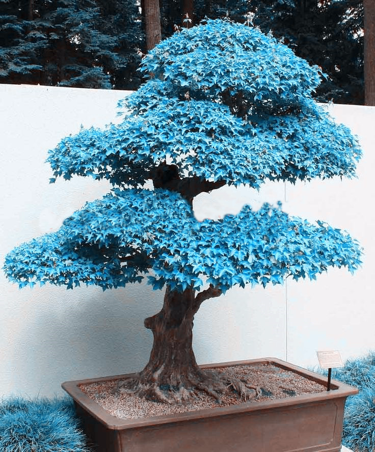 Rare Japanese Blue Bonsai Seeds - 20pcs – Family Spin