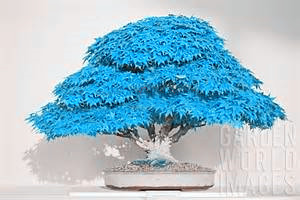 Rare Japanese Blue Bonsai Seeds - 20pcs – Family Spin